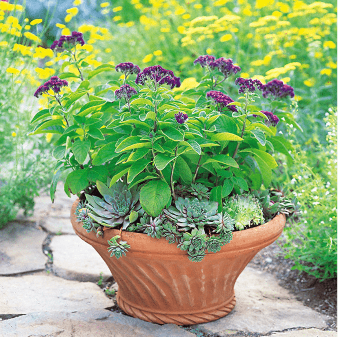 Italian Terracotta Conservatory Planter — Boxhill & Co., LLC